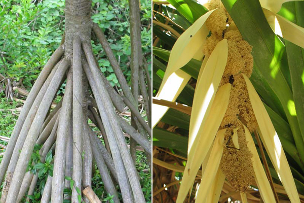 The History of Hinano