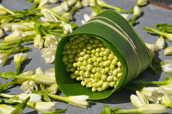 Tahitian Tiare Day